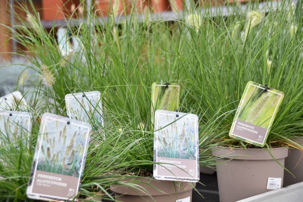 Siergrassen kopen? - Artikelaanbod - Groencentrum - Inspiratie voor uw tuin