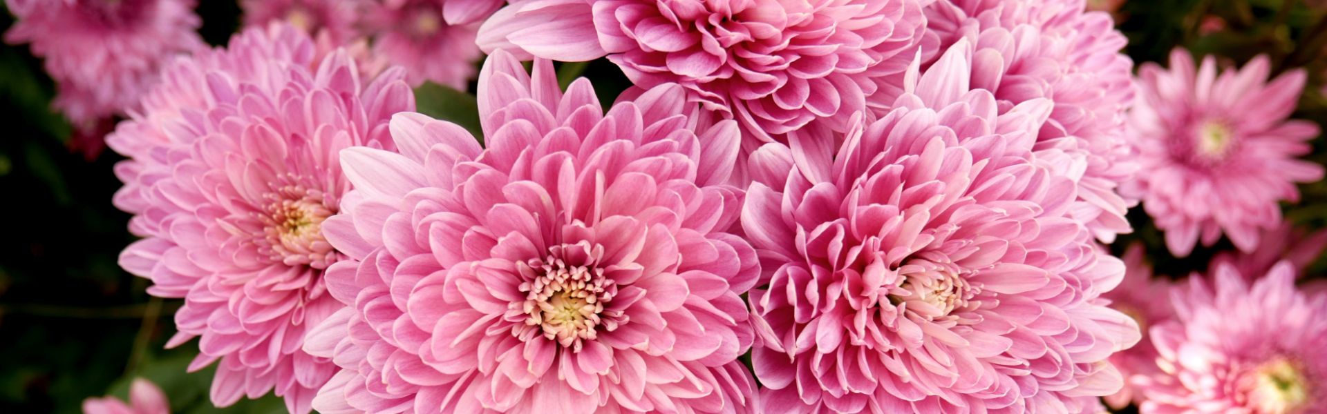 Chrysanten